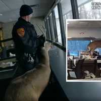 Video: Buck Crashes Through Bank Window, Sparking Wild Rescue In Ridge ...