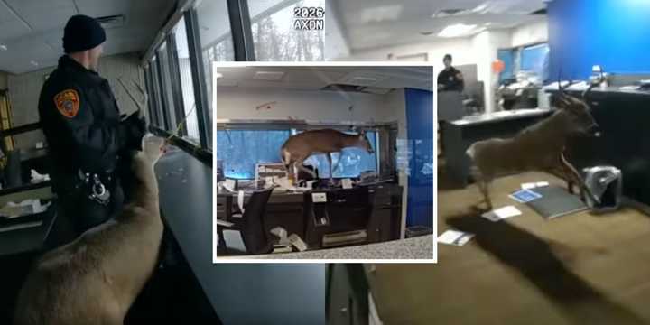 Video: Buck Crashes Through Bank Window, Sparking Wild Rescue In Ridge ...
