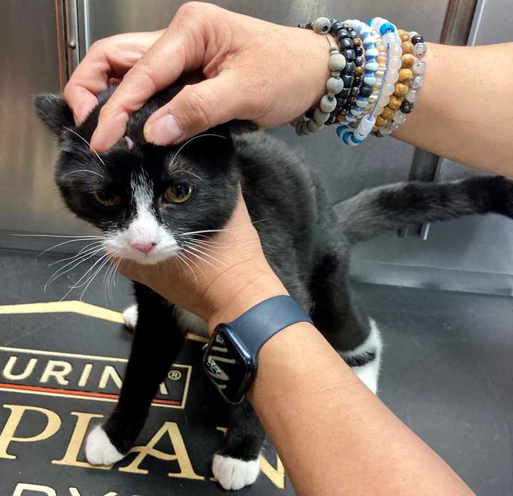 Video Shows Cat Thrown Twice In Rye Brook: Man Charged With Animal ...