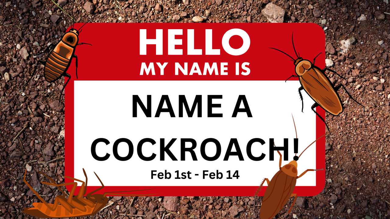 Ex Bugging You? Name A Cockroach After Them At NY Aquarium This ...