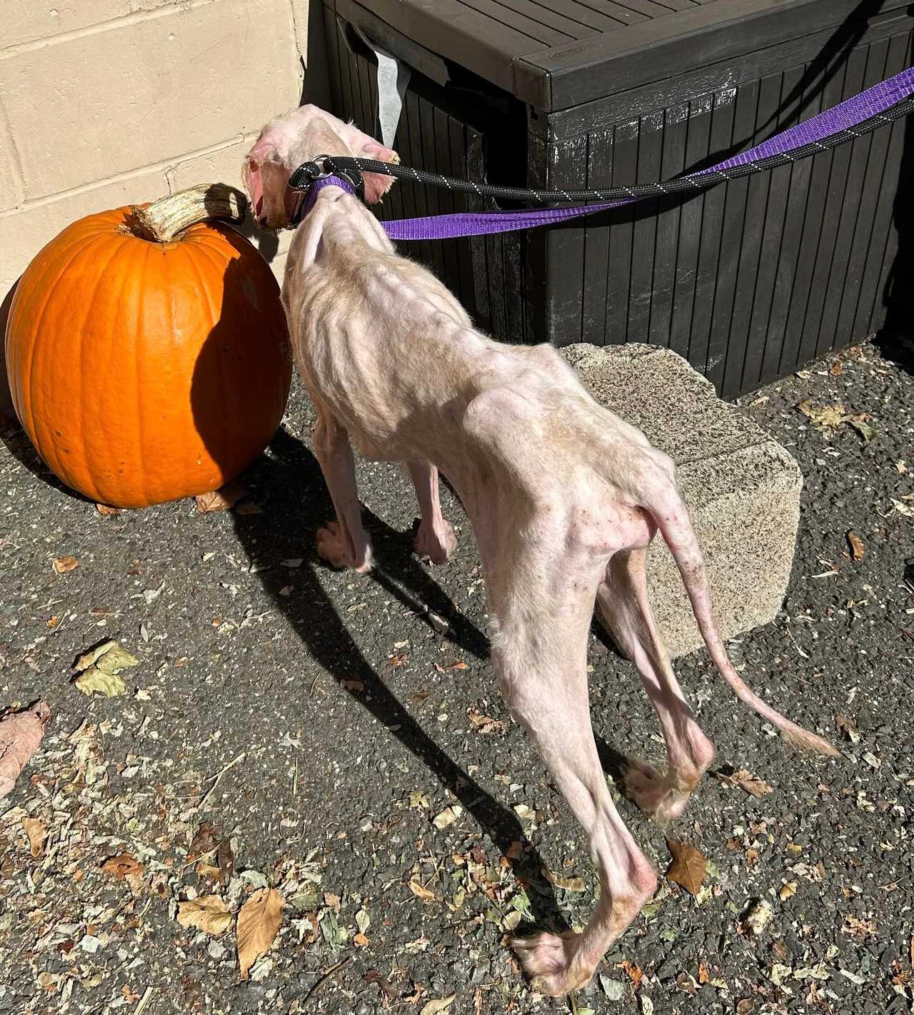 Dog Found Starving, Emaciated, Locked In Cage In Home's Basement For 24 ... Dog Found Starving, Emaciated, Locked In Cage In Home's Basement For 24 ...