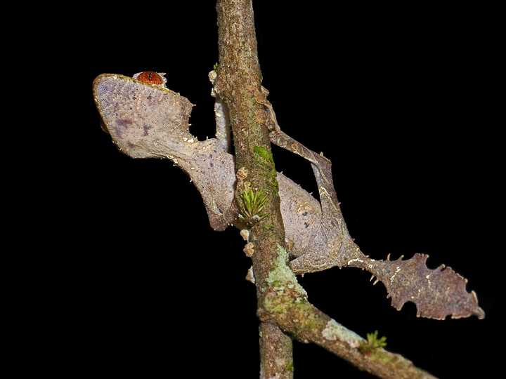 Tiny Gecko Becomes First Lizard Treated For Cancer With Chemo At DC’s ...