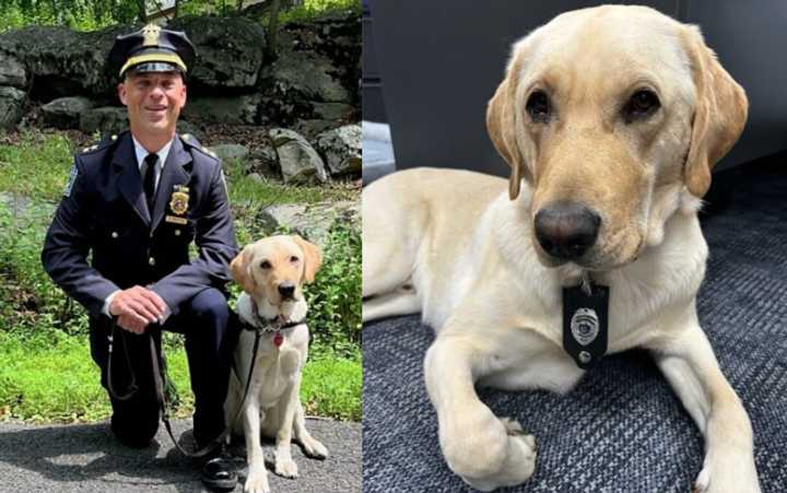 Dog Helps Young Victim Testify Against Former Nypd Detective From ... Dog Helps Young Victim Testify Against Former Nypd Detective From ...