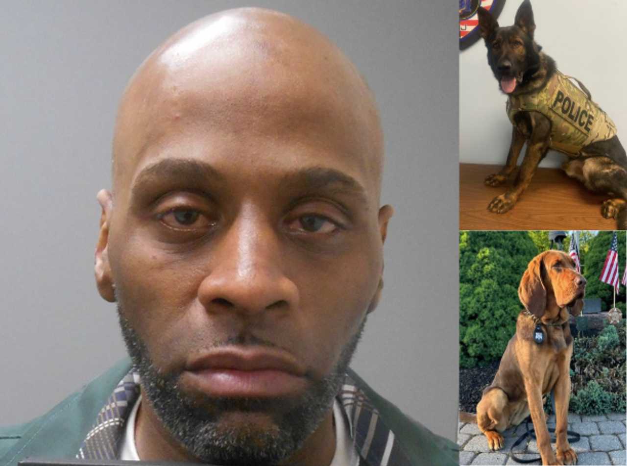 DUI Driver Rams Police K9 Vehicle Carrying 2 Dogs In Maywood: Police ...