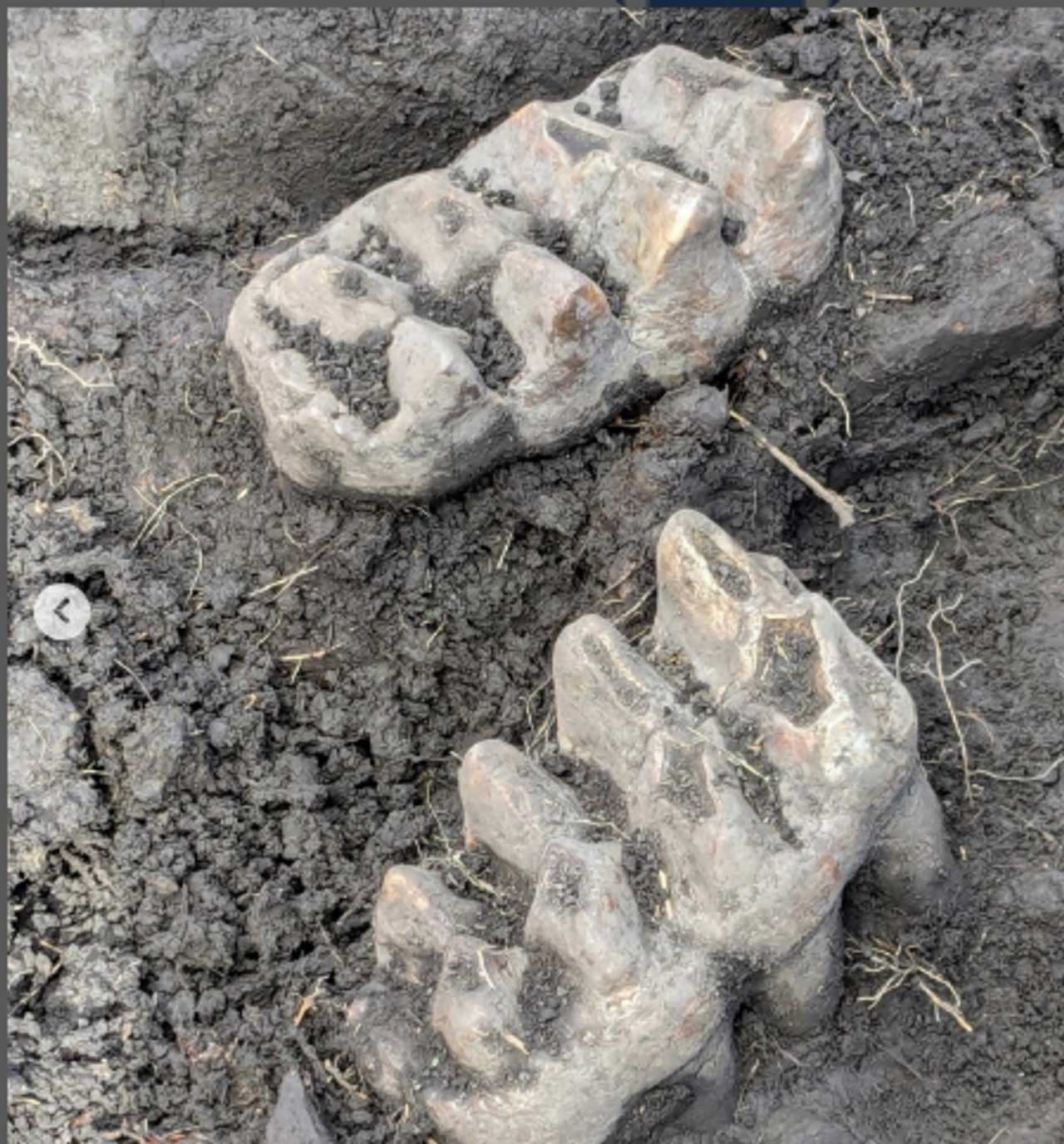 Backyard Fossil Jackpot: Jaw Of Mastodon From Ice Age Unearthed In Orange County | Middletown ...