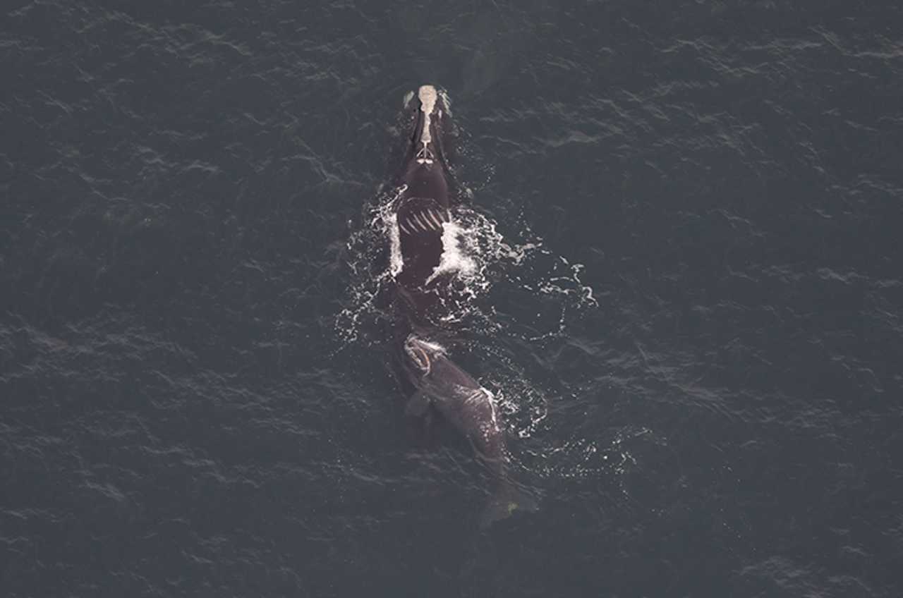 Right Whale, Calf Spotted In New York, New Jersey Shipping Lanes | Northern Valley Daily Voice