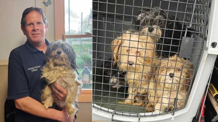 11 Neglected Dogs Dumped At NJ Park Need Homes, Shelter Says | West ...