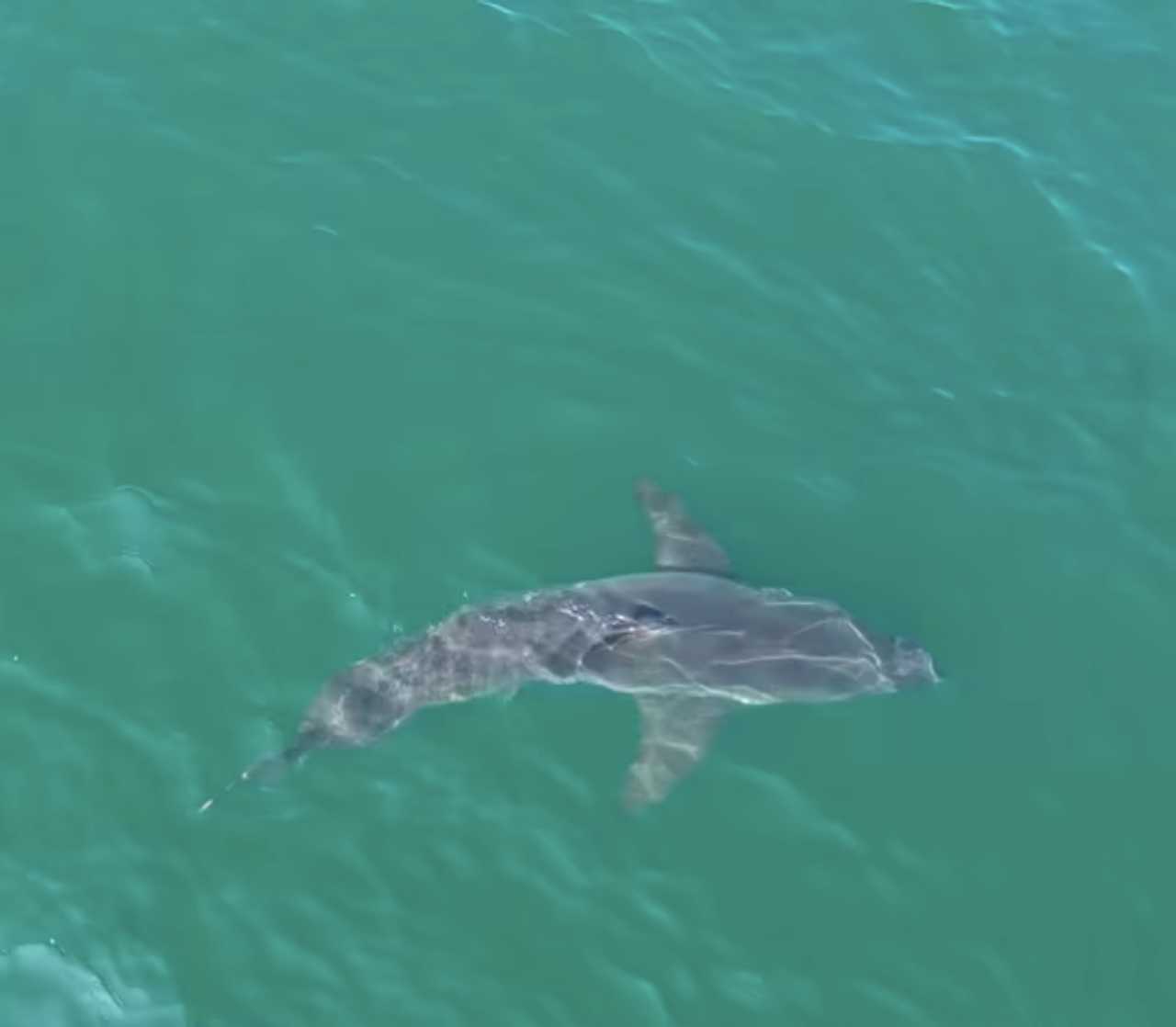 Great White Shark Spotted Off New England Coast In Striking Drone Video: Watch | East Hartford ...