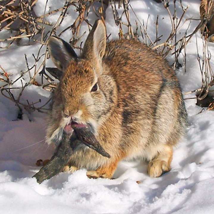 ‘Zombie’ Rabbits With Bizarre Horns Alarm, Confuse Colorado Residents ...