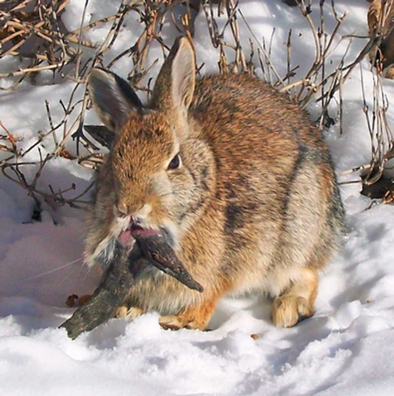 ‘Zombie’ Rabbits With Bizarre Horns Alarm, Confuse Colorado Residents | Clinton Daily Voice