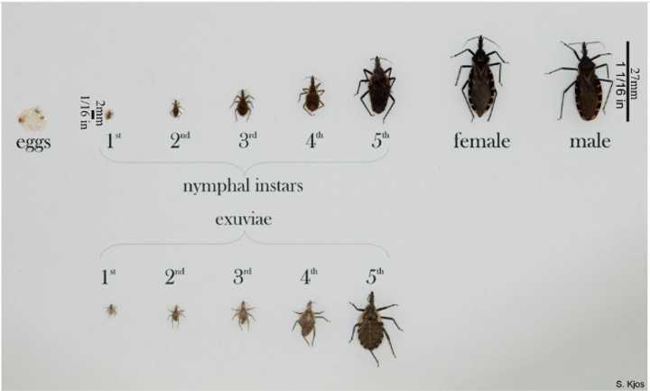 Kissing Bugs Spreading Deadly Chagas Disease In 29 States, Creeping ...
