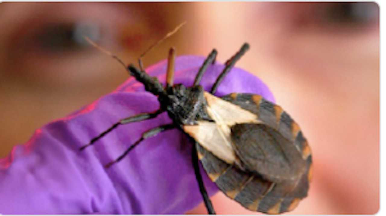 Kissing Bugs Spreading Deadly Chagas Disease In 29 States, Creeping ...