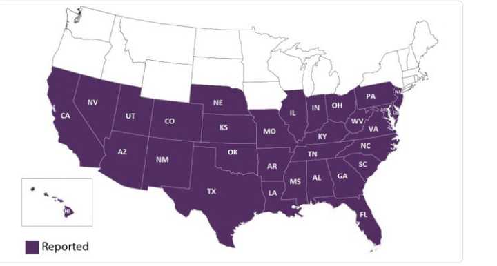 Kissing Bugs Spreading Deadly Chagas Disease Now In 29 States, Creeping ...