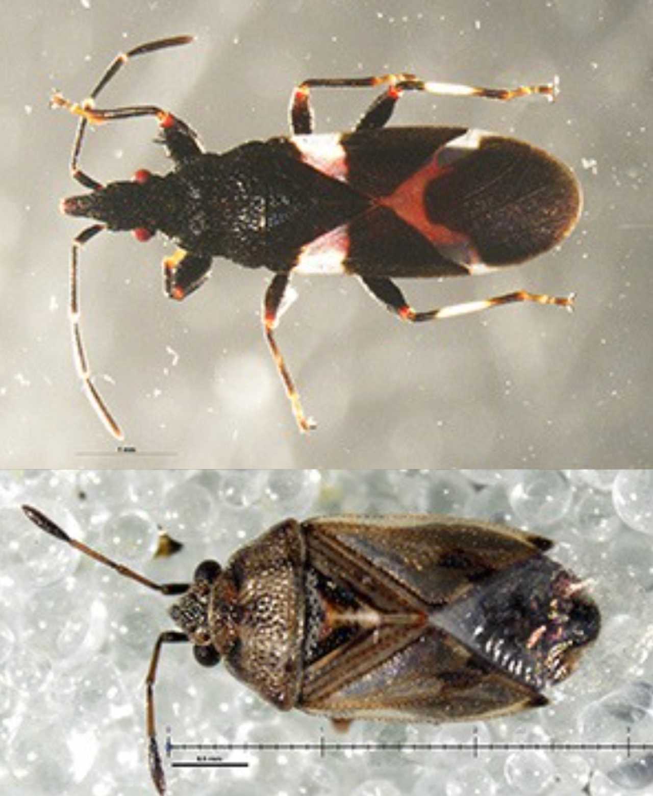Rare Bugs Intercepted at Dulles International Airport: First-In-Port ...