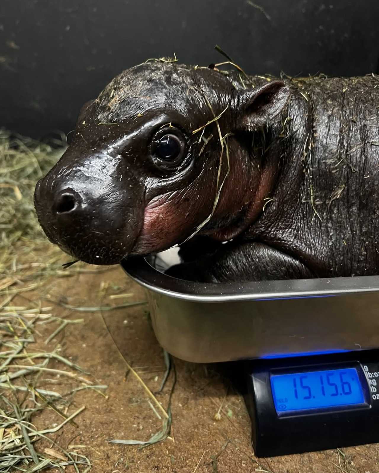 'People's Choice:' Baby Hippo That Took Social Media By Storm In VA ...