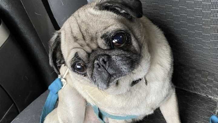 Pug Brutally Killed By Ex-Boyfriend In Shocking PA Revenge Plot ...