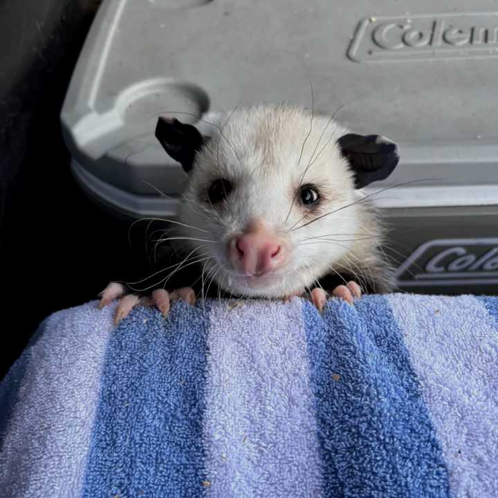 Meet Cosmos! 'Opossum Ambassador' Gets Its Name At Wildlife Center Of ...
