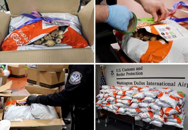 257 Pounds Of Illegal Opium Poppy Pods Seized At Dulles Airport: CBP ...