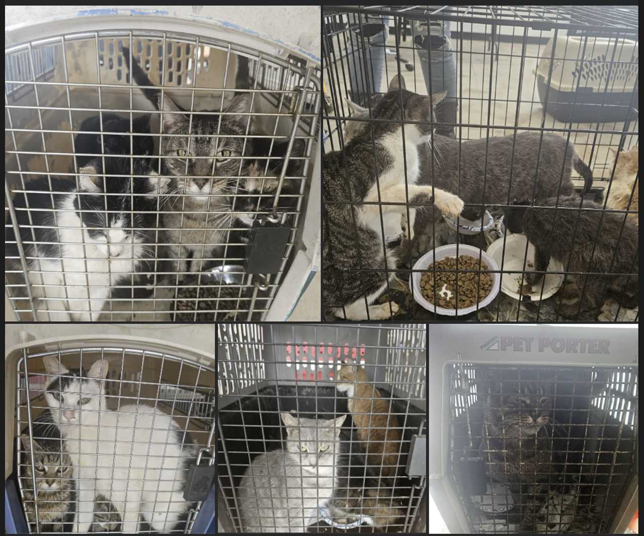 Bucks Storage Unit Horror: 53 Cats Rescued From Filthy, Cramped Cages ...