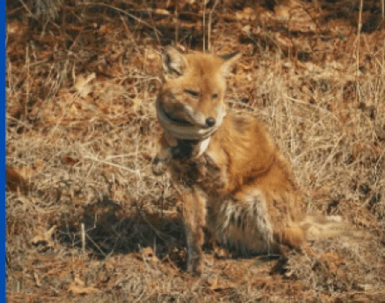 Injured, Potentially Pregnant Fox Being Sought In Gloucester County ...