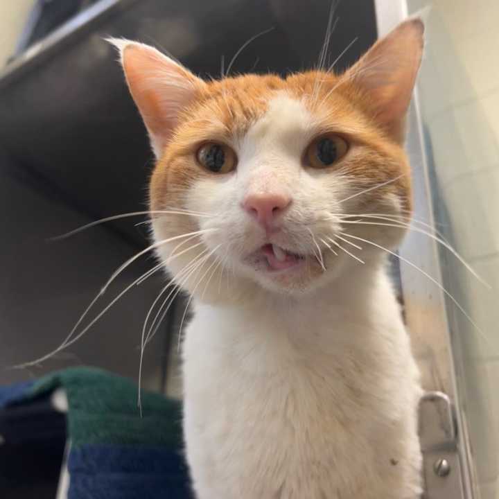 ‘Purring Through The Pain’: Cat Survives Shooting, Begins Healing ...