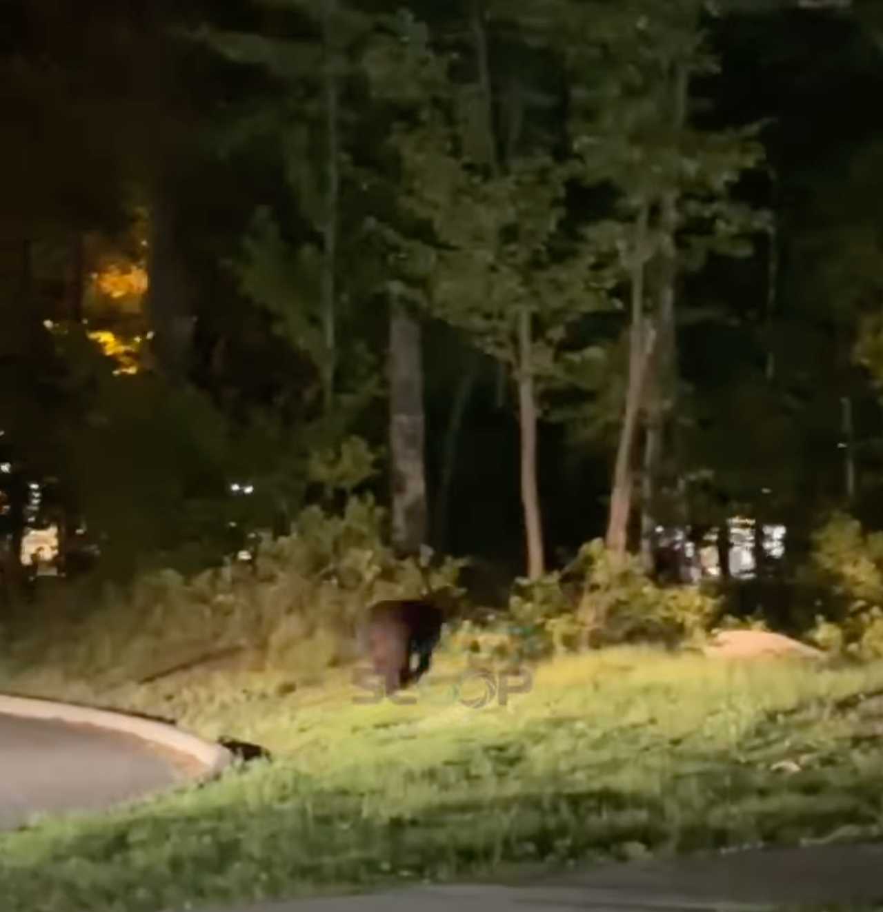 Bear Seen Roaming In Monsey (Video) | Monsey Daily Voice