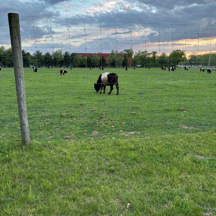 Feds Join Fight To Save 175-Year-Old Cranbury Farm From Bulldozers ...