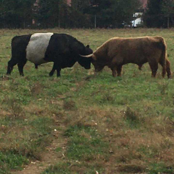 Feds Join Fight To Save 175-Year-Old Cranbury Farm From Bulldozers ...