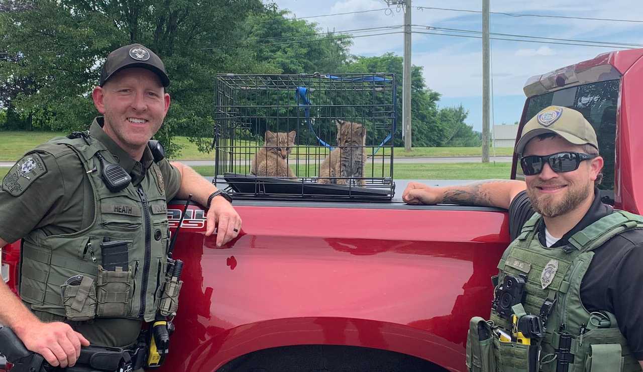 Bobcat Carpool: Fuzzy Fare Evaders Hitched Ride Hiding In CT Truck ...