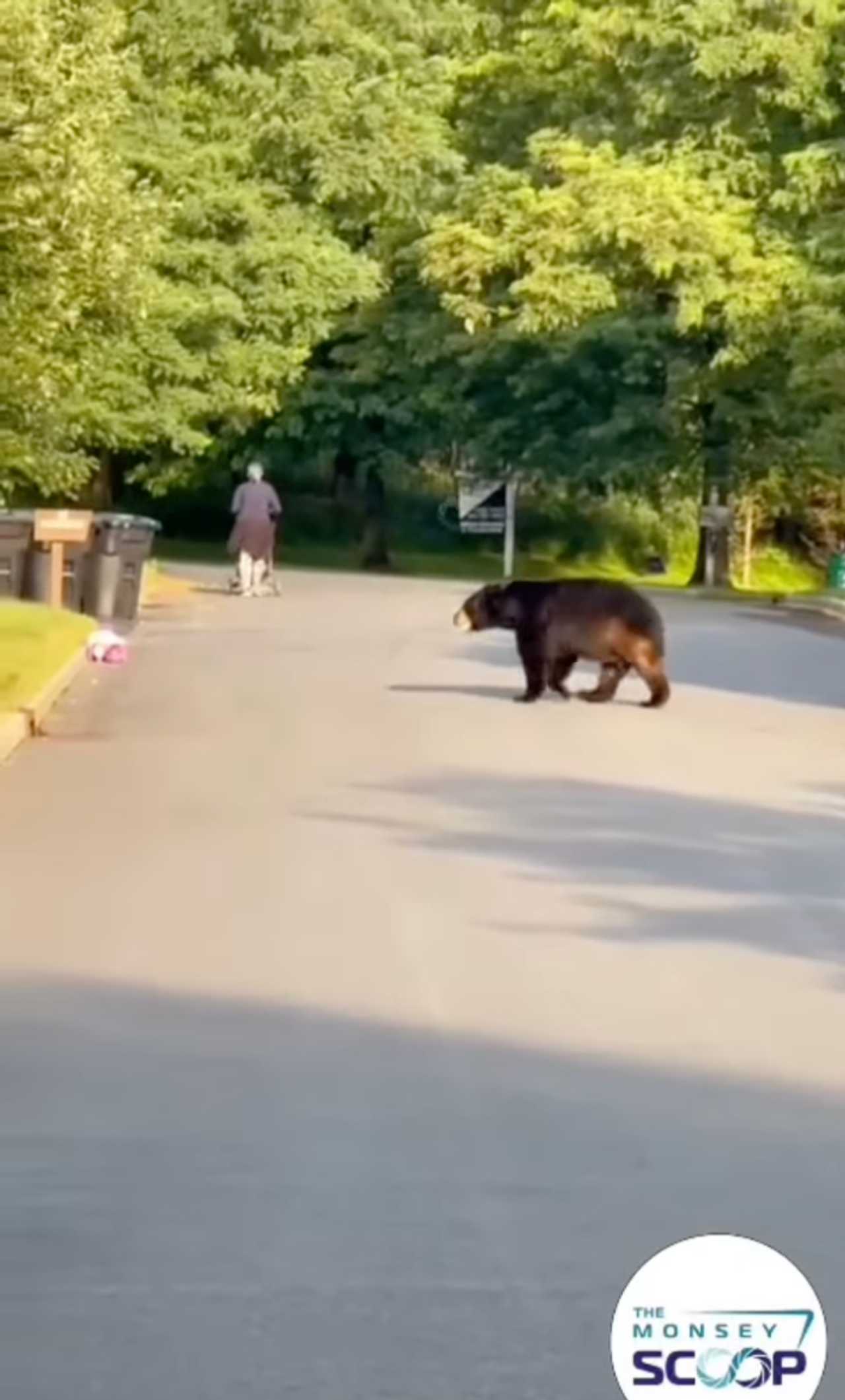 Watch: Bear Walks Near Woman Pushing Stroller On Quiet Monsey Street | Monsey Daily Voice
