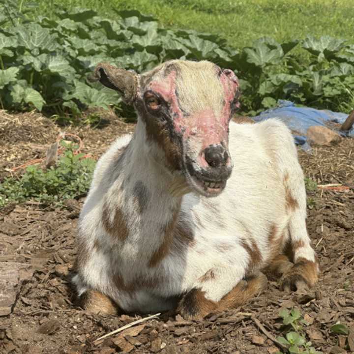 Lansdale Farm Sanctuary Owners Charged With Animal Torture, Neglect ...