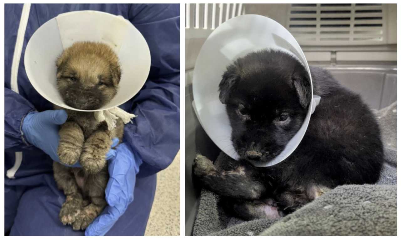 Puppies Dumped In Maggot-Infested Condition Lead To Pspca Raid In ...