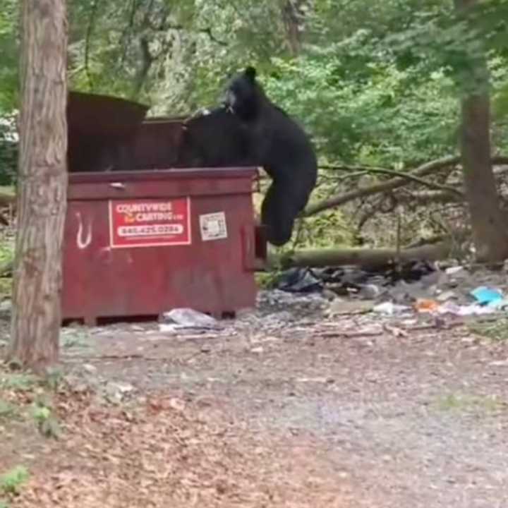 Video: Bear Caught Digging Through Dumpster On Street In Monsey ...