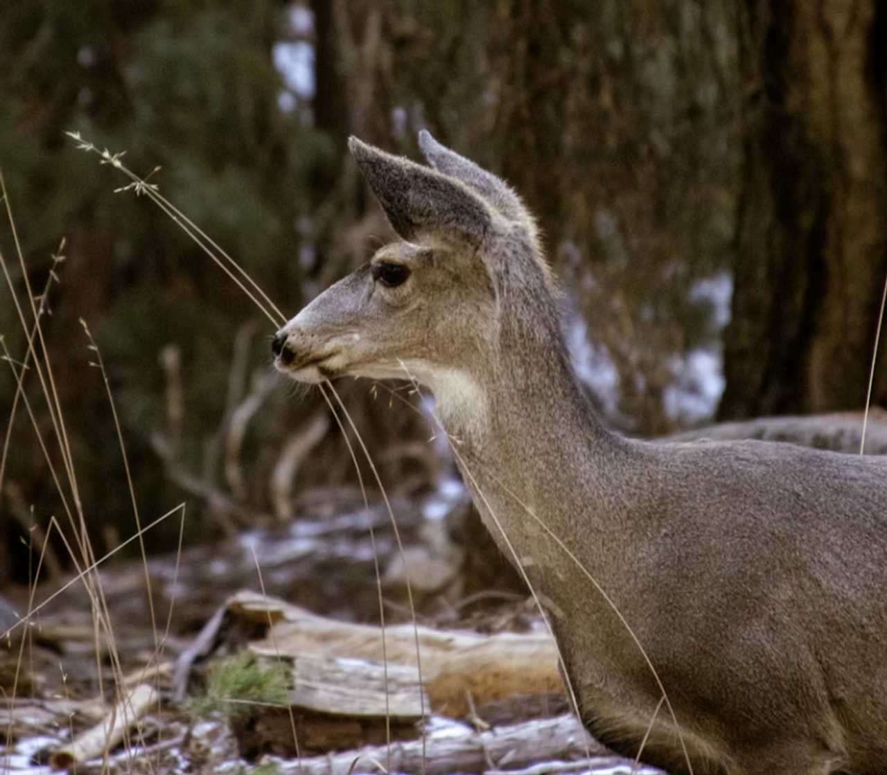 Hunter Shot With Arrow During Deer Hunt In Wyncote: Cheltenham Police ...