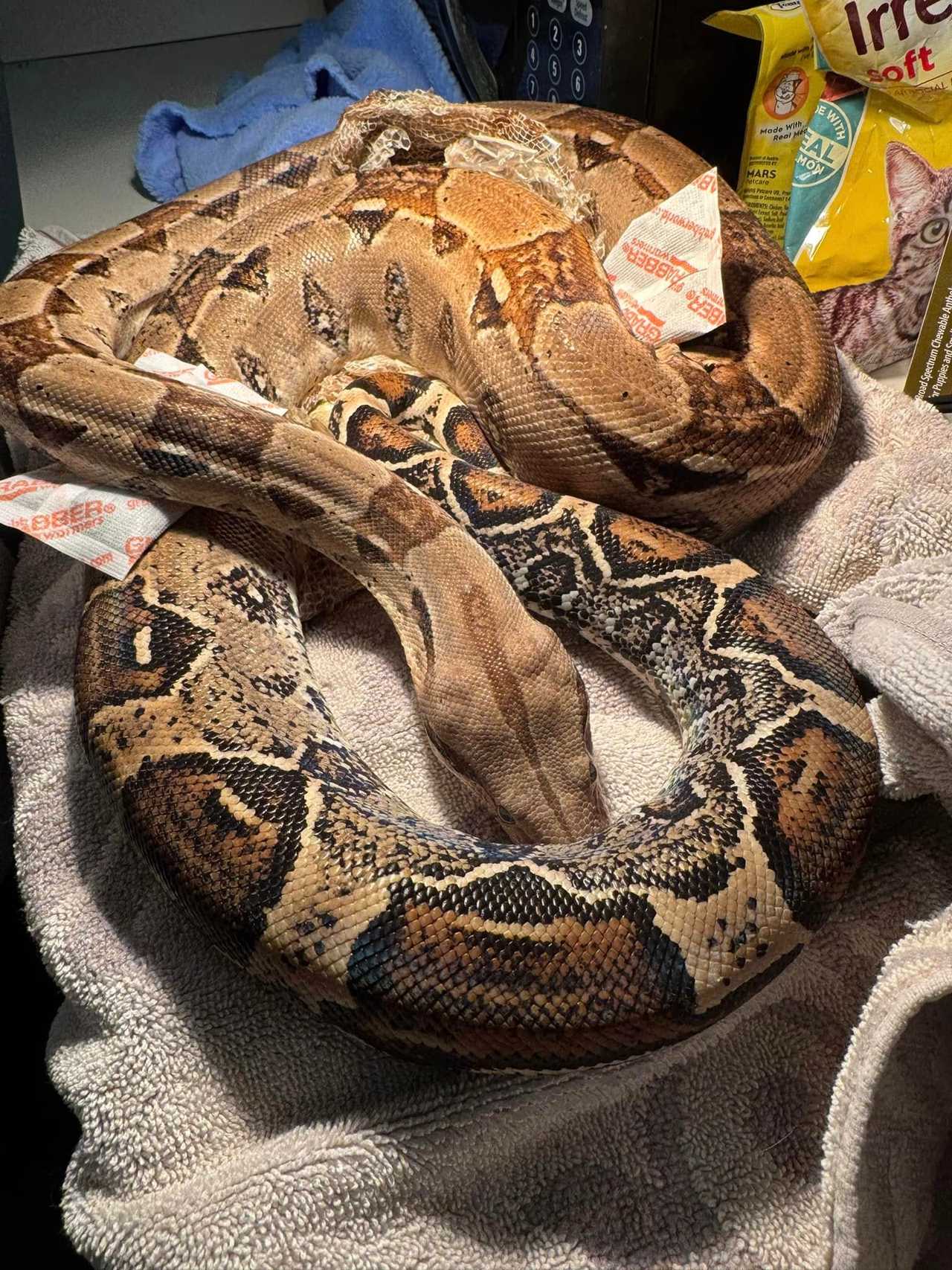 Pet Snake Abandoned Along CT Highway Dies From Frigid Cold: 'No Animal ...