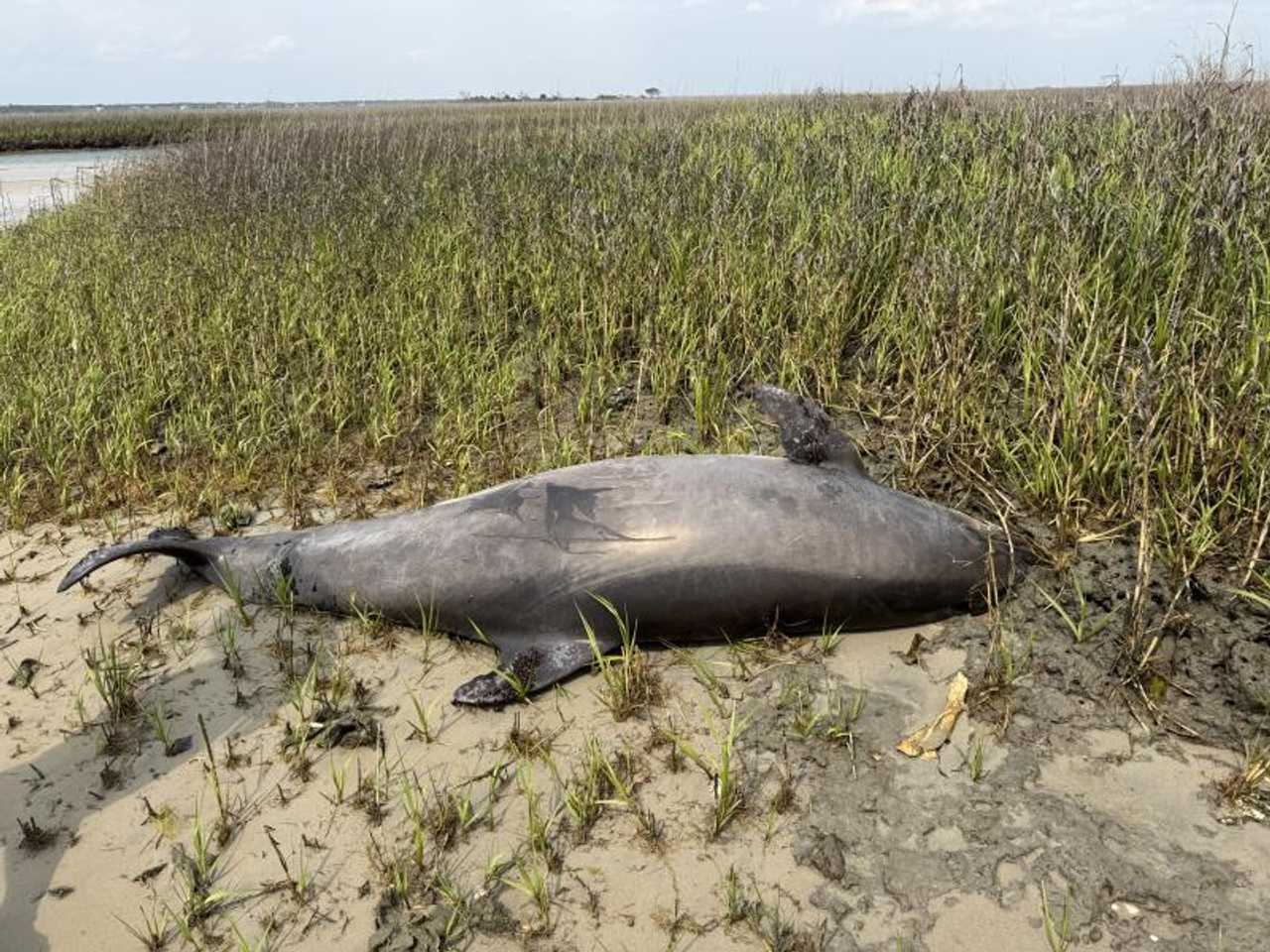 Gruesome Dolphin Decapitation On Remote East Coast Island Sparks ...