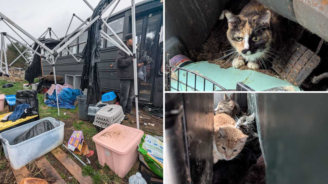 64 Cats Rescued From 'Horrific' Conditions On Broken-Down Bus In Hudson ...