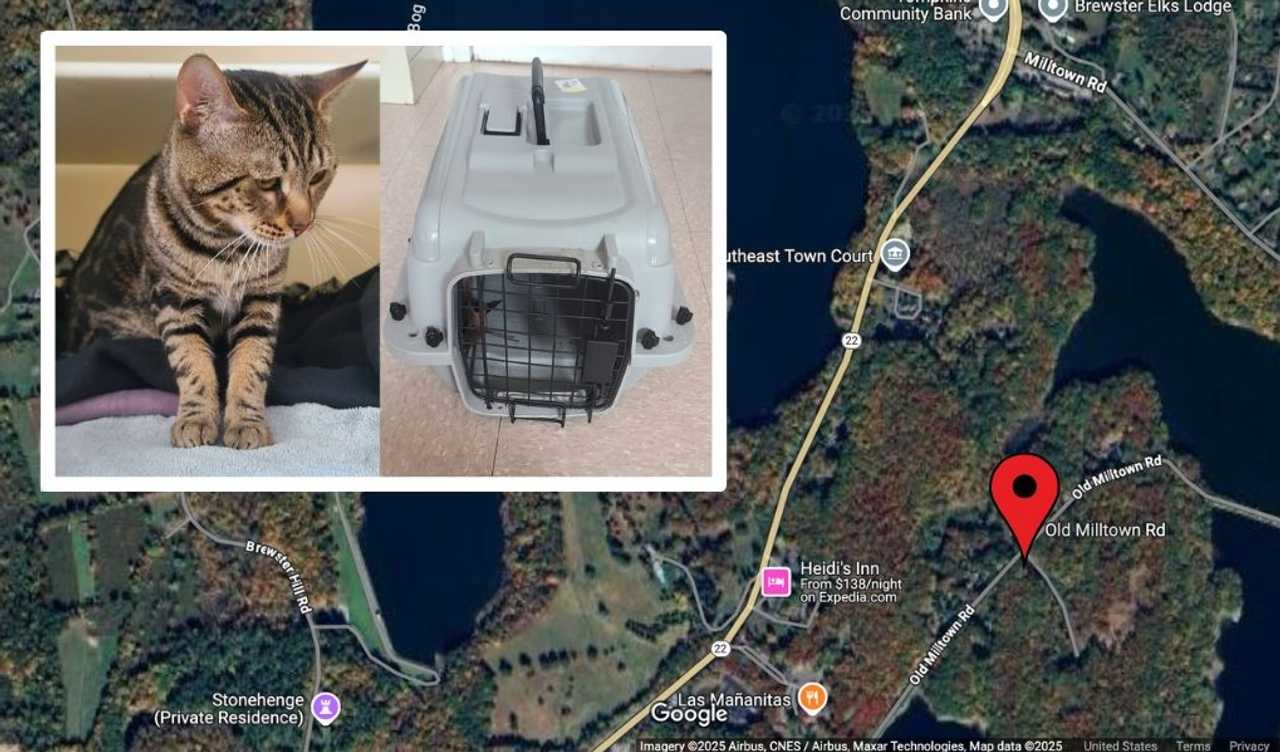 Cat Dumped In Carrier Near Reservoir In Southeast: Woman Arrested For ...