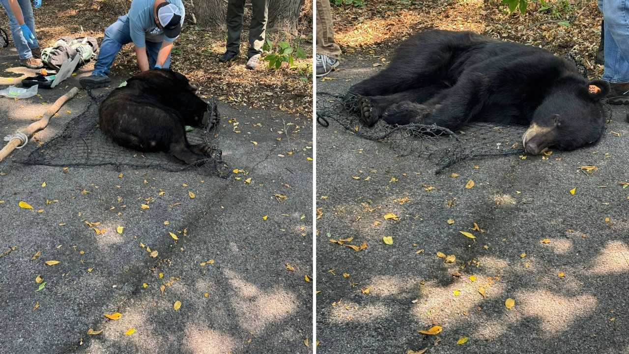 Tranquilized Bear Rescued From Tree In NY Neighborhood | Cortlandt ...
