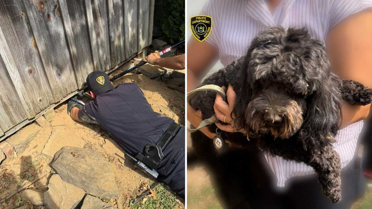 Curious Cockapoo Caught Under Shed Rescued By Police In Westchester ...