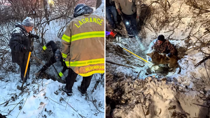 Dog Rescued From Culvert During Winter Storm In Hudson Valley | Somers ...