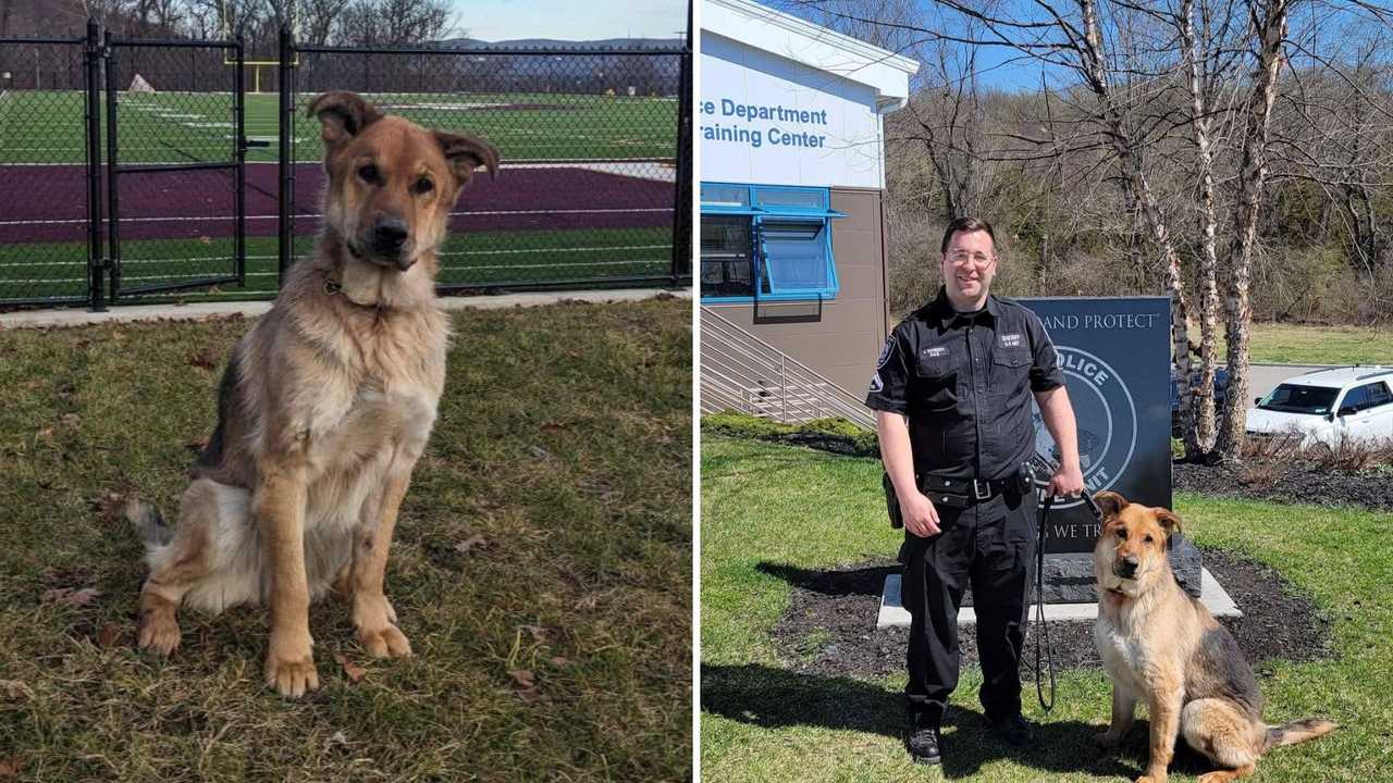 Fallen K9 Remembered In Orange County: Leaves Legacy of 'Service, Love ...