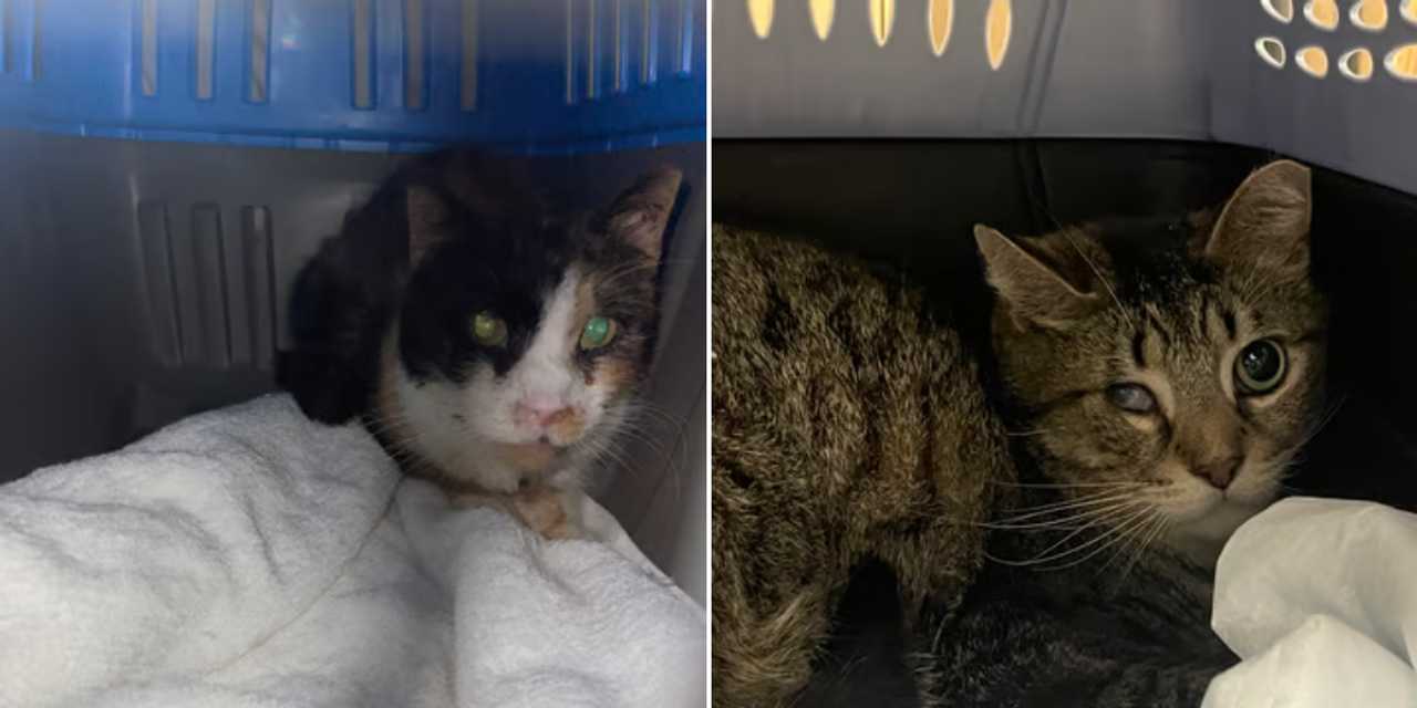 Sanctuary Blaze: Adoptions Open For Over 100 Cats That Survived Deadly ...