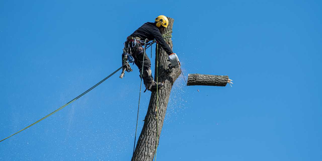 Tree Worker Airlifted After 40-Foot Fall Onto Deck On Long Island ...
