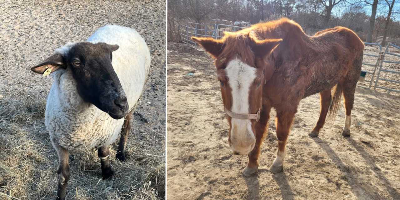 Suffolk Co. Animal Sanctuary Hit With 112 Counts Of Animal Neglect ...