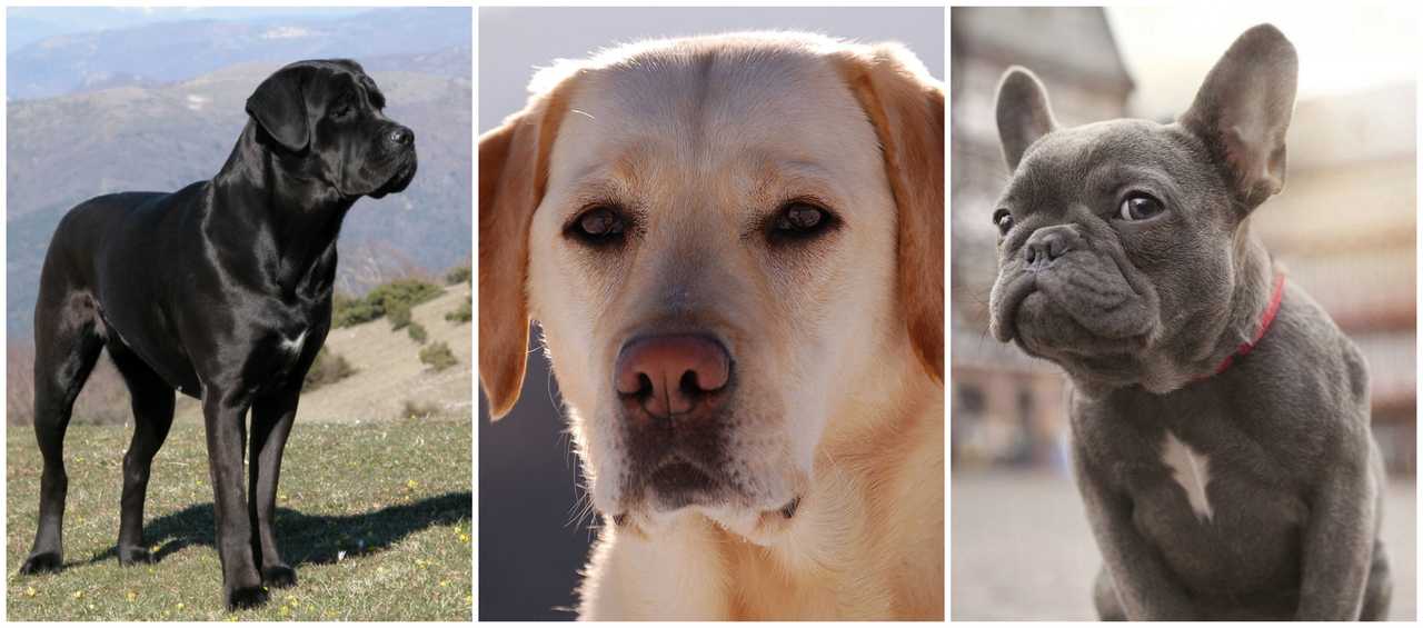 These Dog Breeds Are Most Popular In US, AKC Says: See Who's Surging Up ...