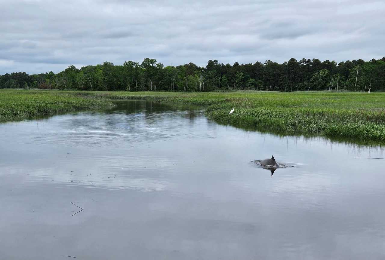 Dolphin Stuck In Jersey Shore Creek For Days, Marine Biologists ...