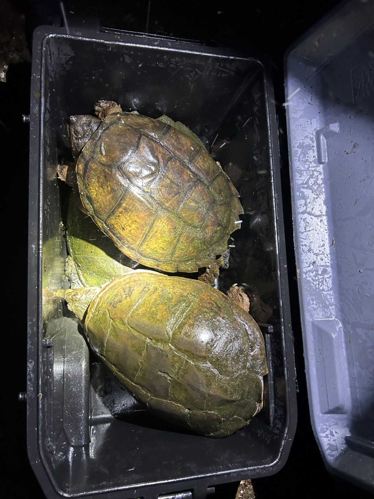 Hunter Caught Illegally Catching Snapping Turtles At Reservoir In ...