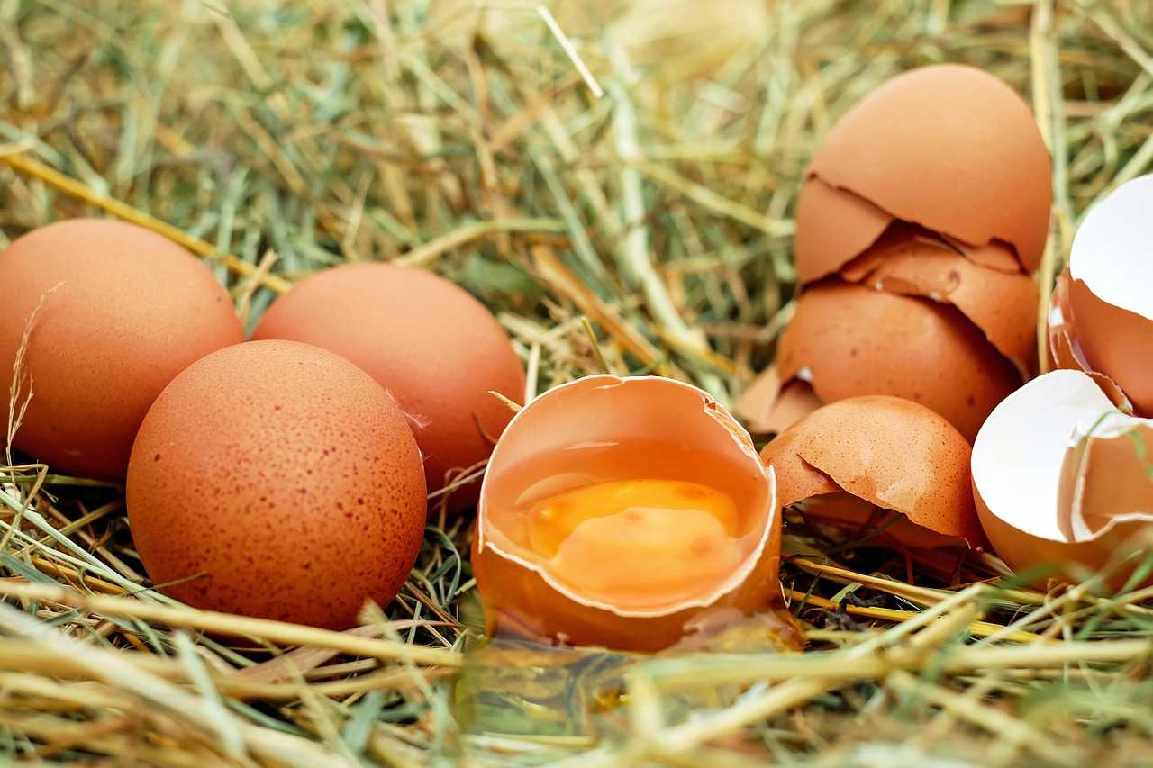 Rare Strain Of Bird Flu Discovered As Egg Prices Soar, Hundreds Of Thousands Of Fowls Killed ...