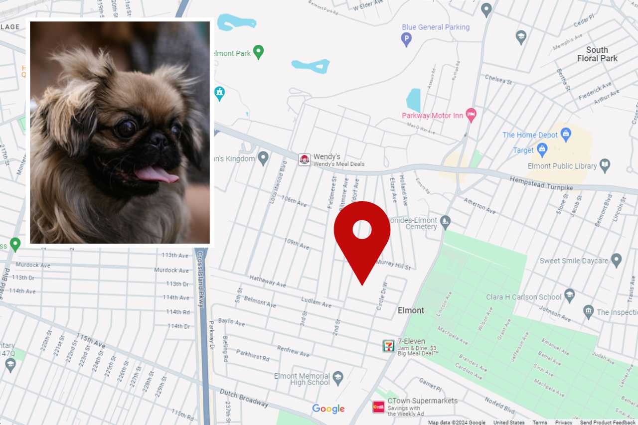 Group Steals Dog For Ransom On Long Island: Police | Central Islip ...